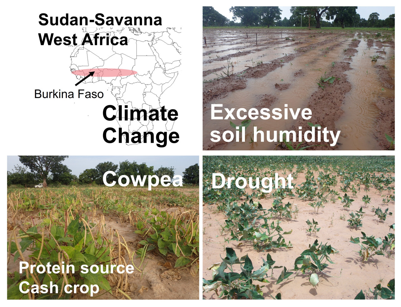 Estimation of the Impacts of Climate Change on Cowpea, an Important Crop in Semi-Arid Region of ...